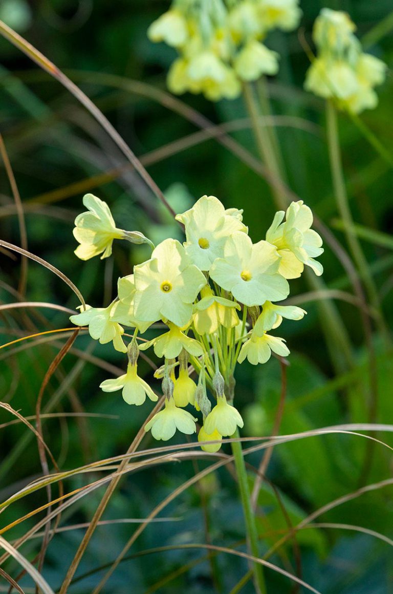 Comparing nightmares - Jo Thompson Landscape & Garden Design